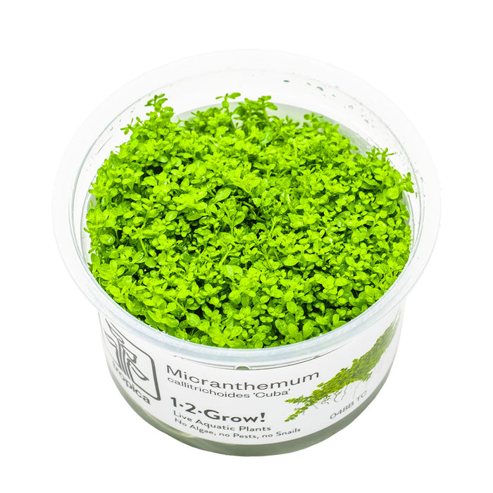 Micranthemum callitrichoides Cuba HCC – Bodendecker Aquarium dicht ...